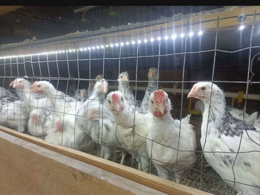 Инкубационные яйца