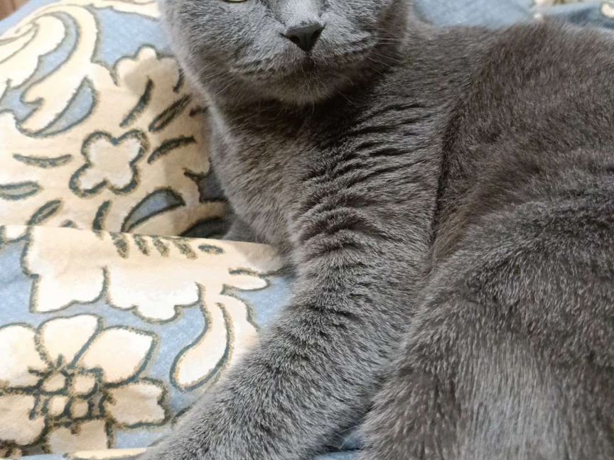 Кошка в добрые руки