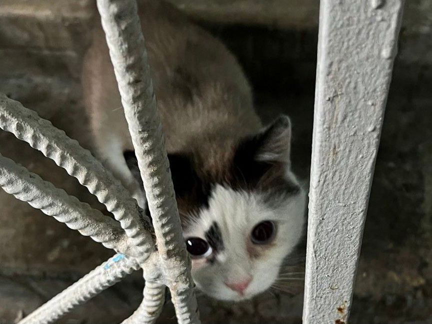 SOS очередной домашний кот Пикассо на улице