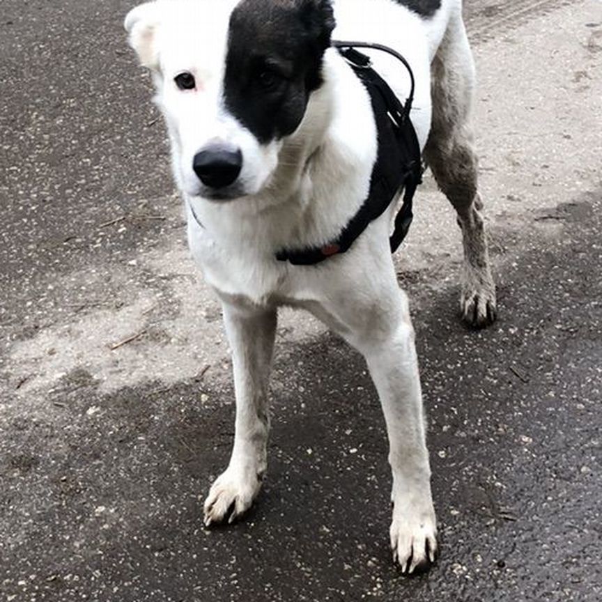 Найдена собака