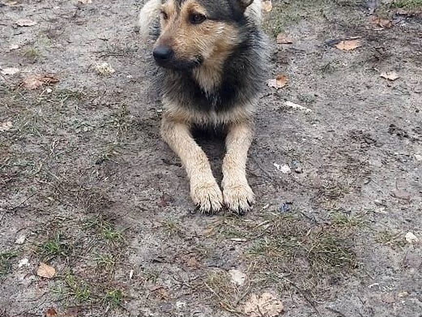 Маленькая Собака в добрые руки