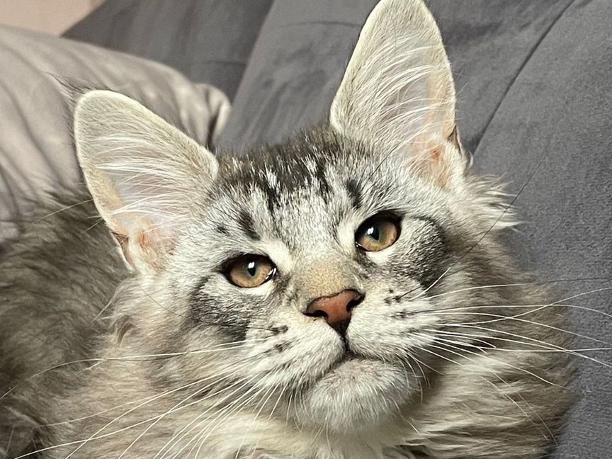 Мейн-кун невозмутимый Дарк