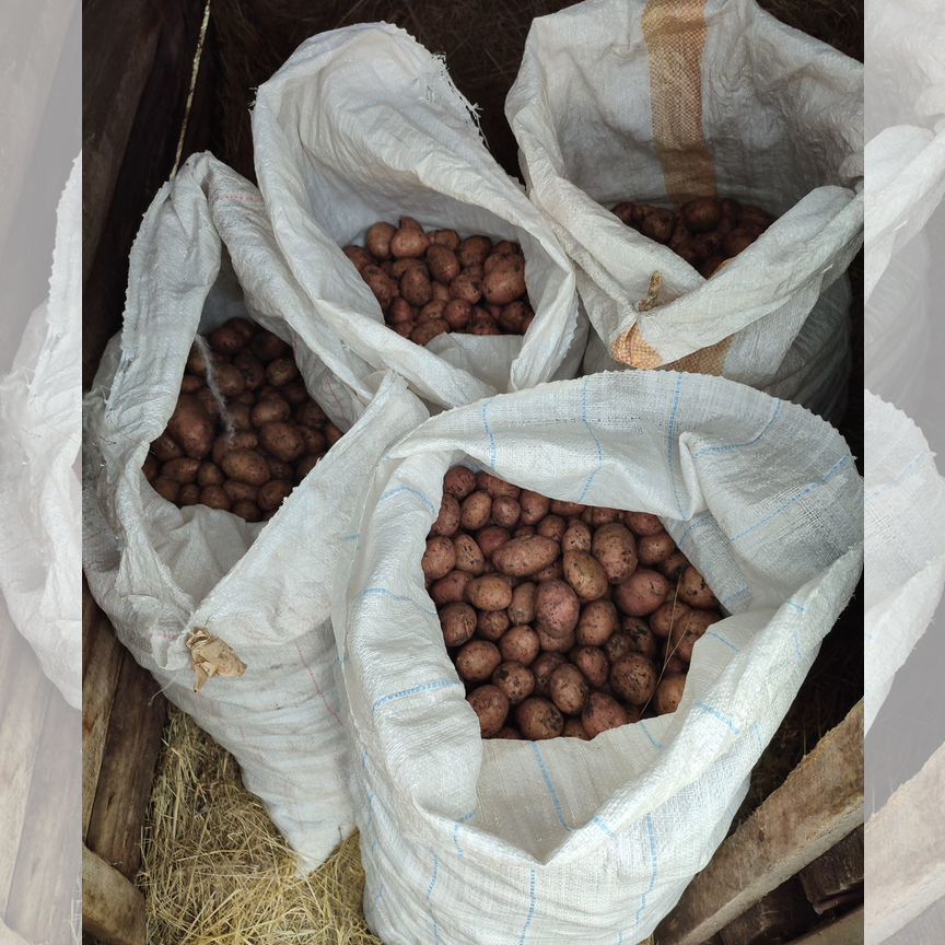 Продам мелкий картофель