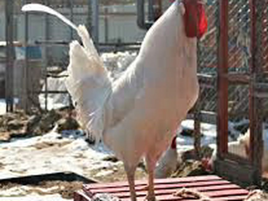 Петух легорн