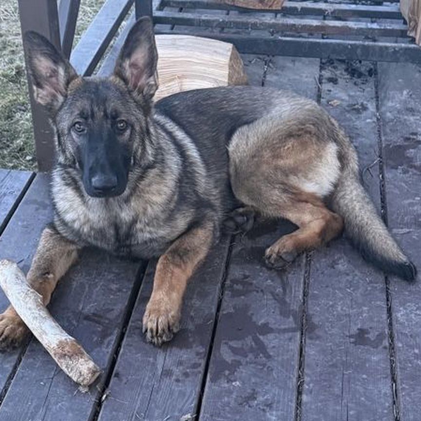 Немецкая овчарка, щенок