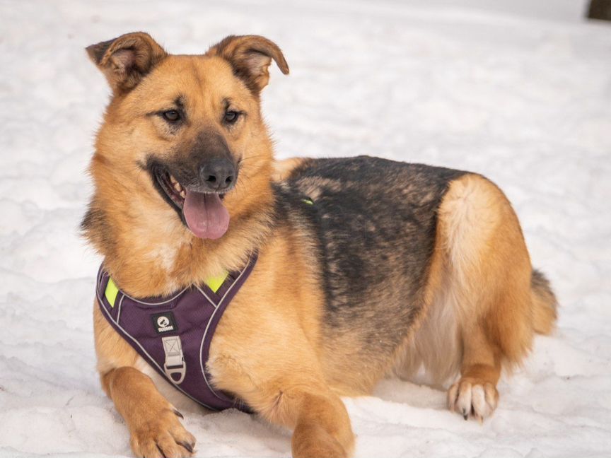 Весёлый пёс Бублик из приюта в добрые руки