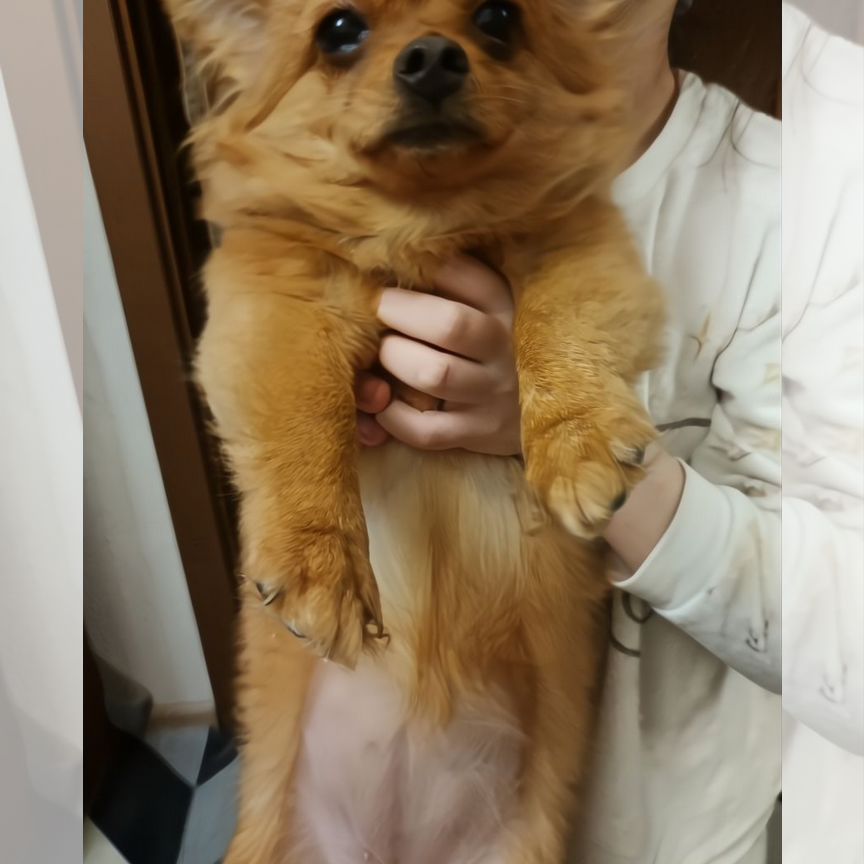 Померанский шпиц, щенок