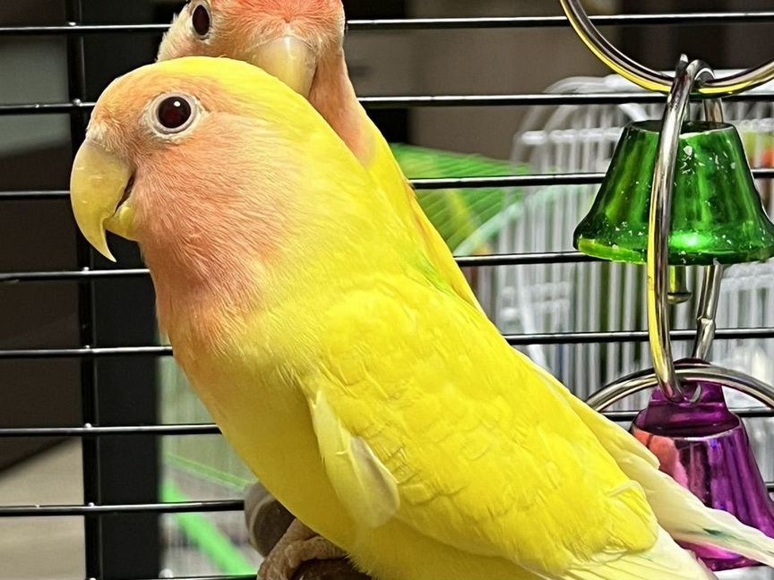 Попугай неразлучник