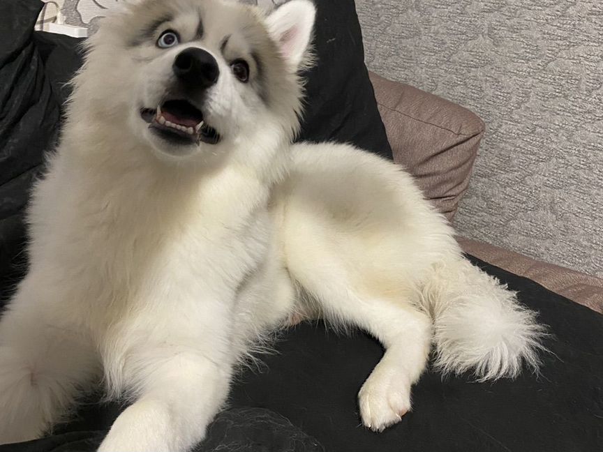 Щенок хаски