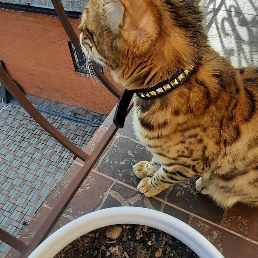 Бенгальская кошка