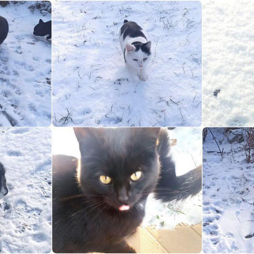 Кошка и ее котята замерзают от холода