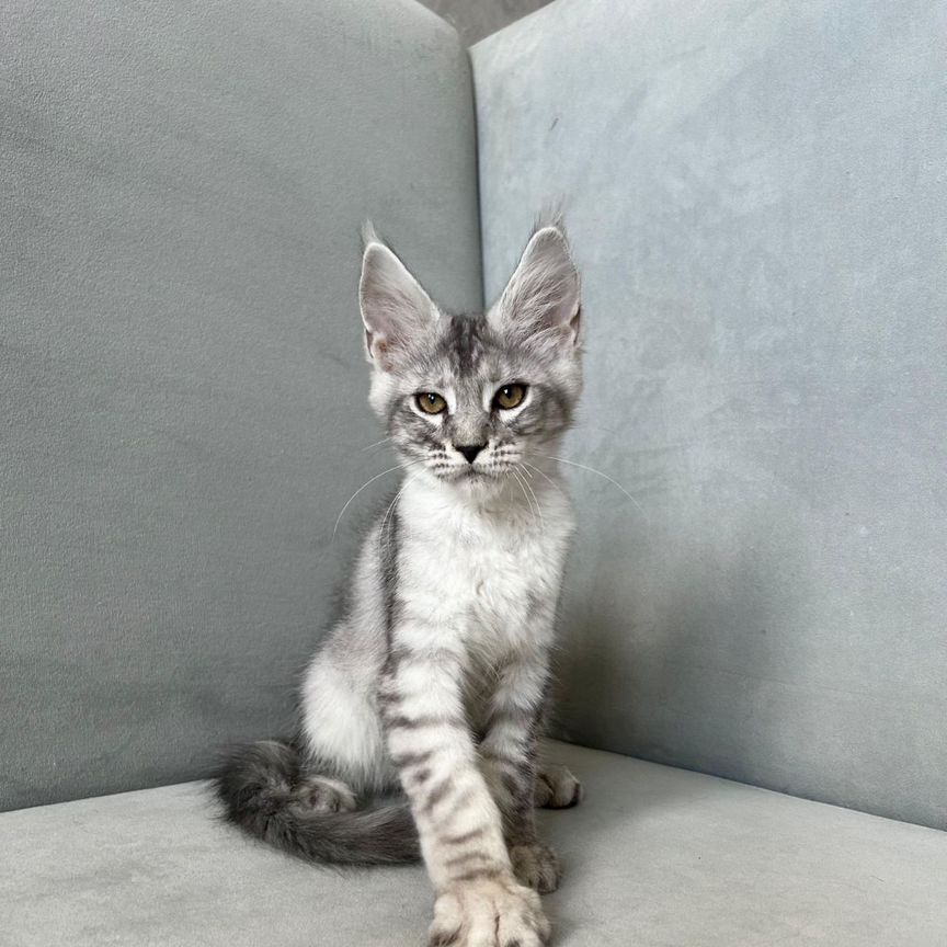 Серебряный котенок Мейн кун