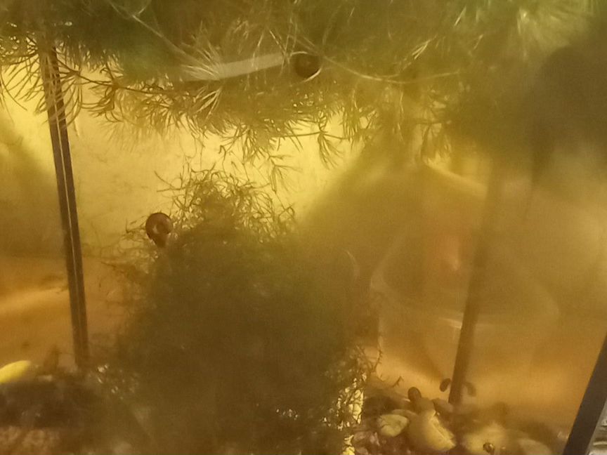 Водоросли для аквариума прополка