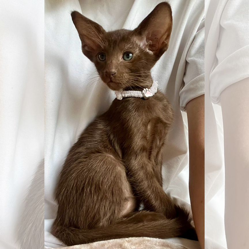 Ориентальные котята гавана