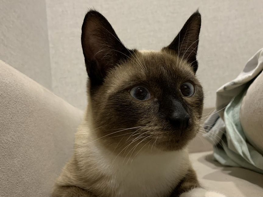 Вязка кошек тайский