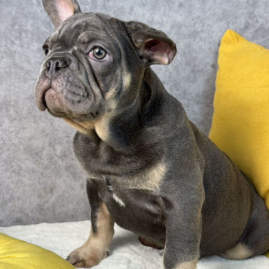 Французский бульдог голубой тан