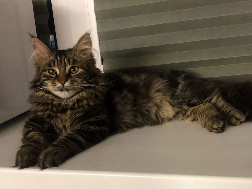 Отдам кота