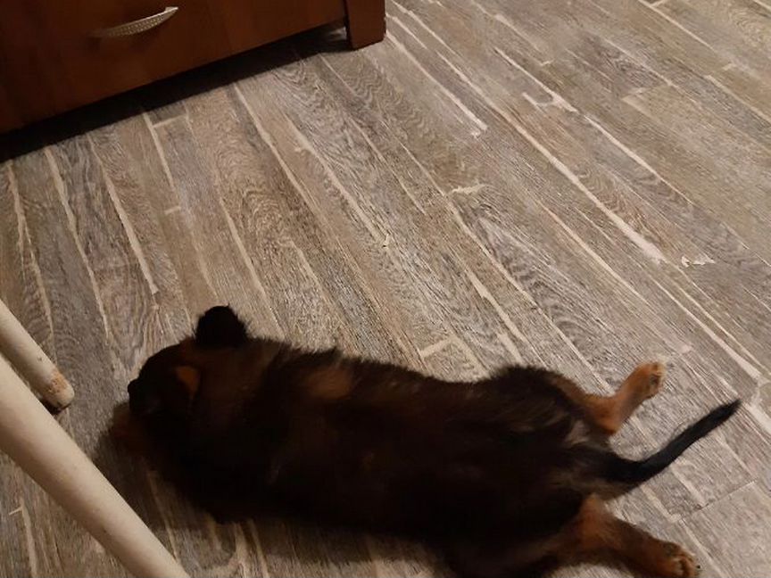 Отдам собаку бесплатно