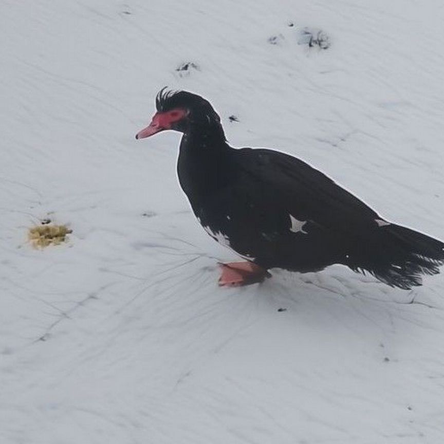 Индоутки и кролики