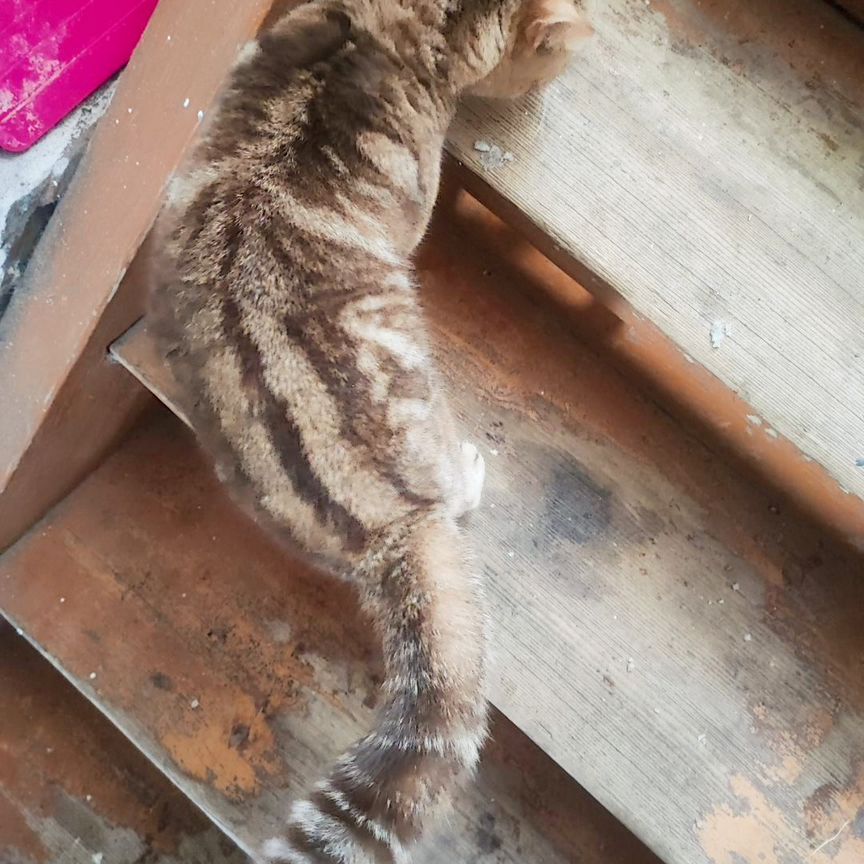 Кошка в добрые руки