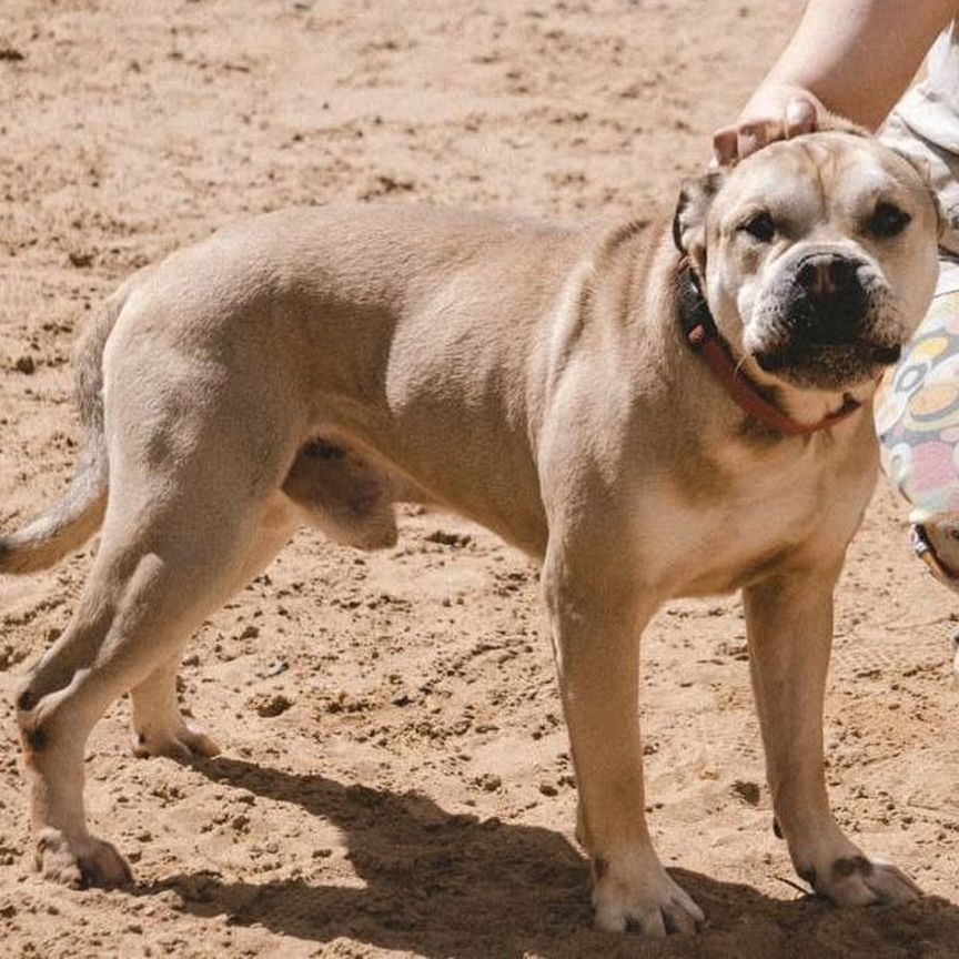 Ка-де-бо, взрослый пёс