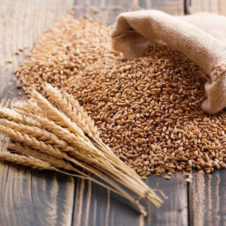 Зерно пшеница