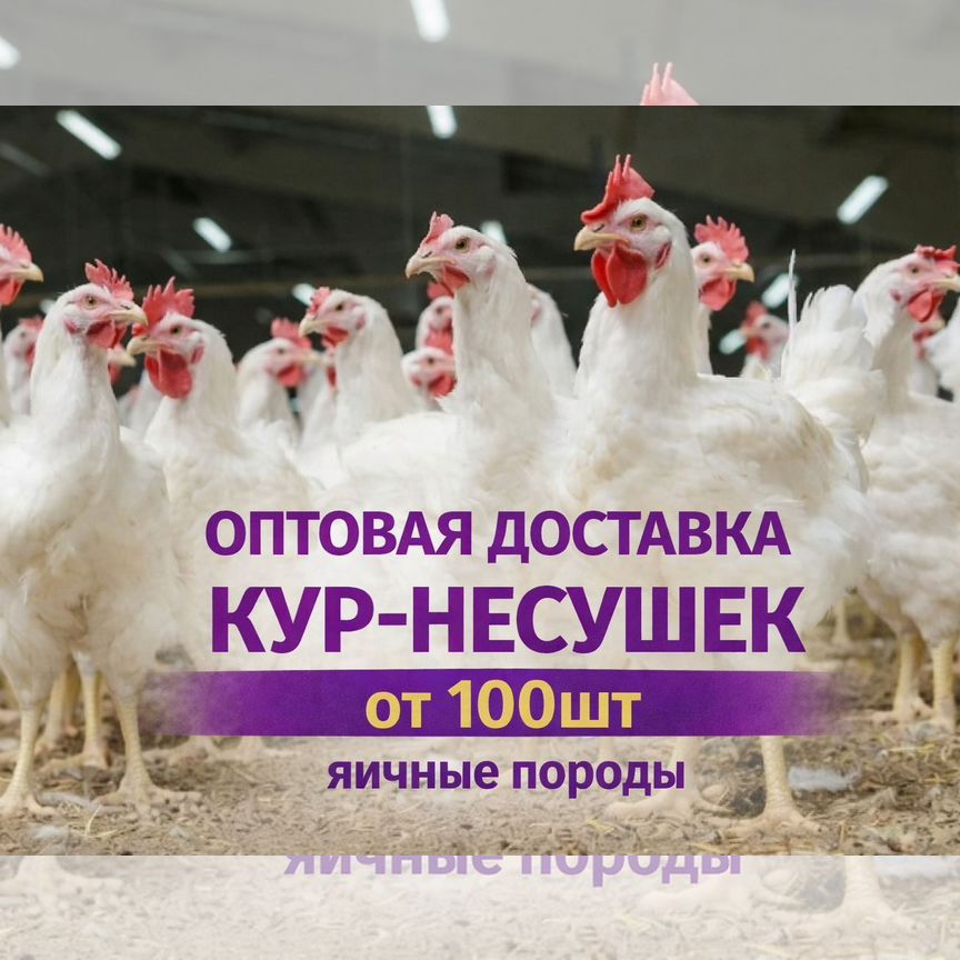 Доставка сельхоз птицы куры Декалб Уайт