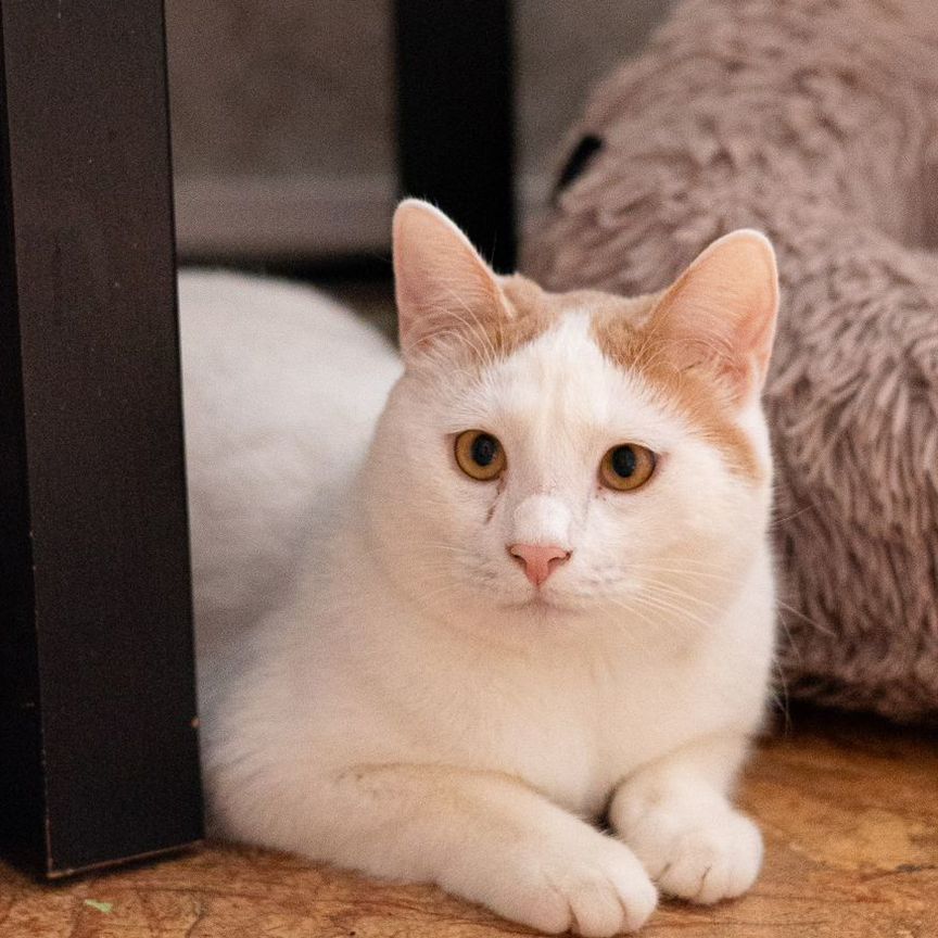Молоденький котик ищет дом