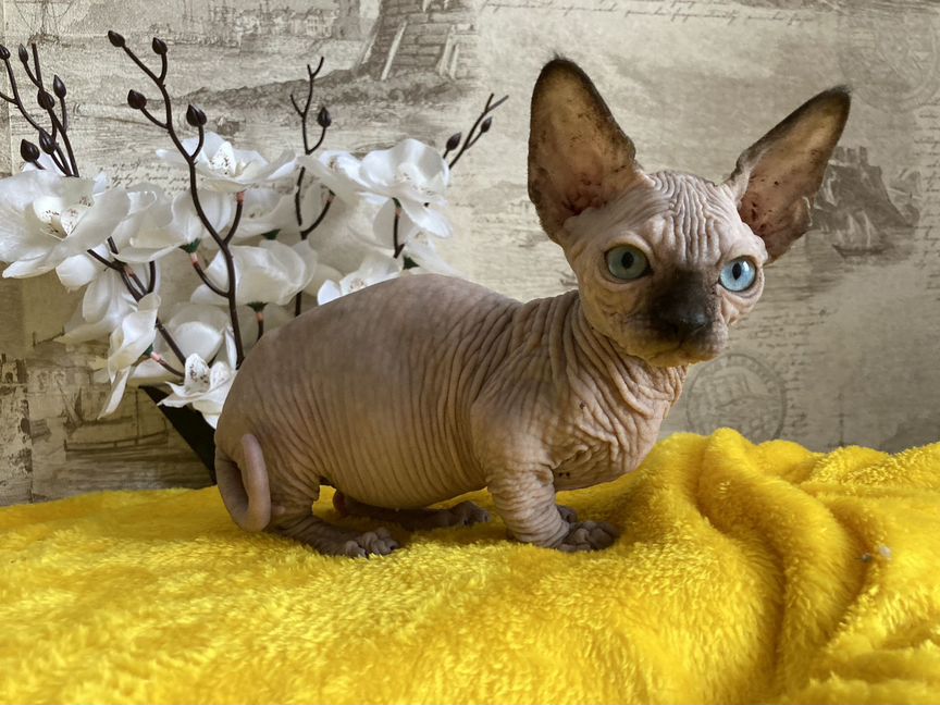 Канадский сфинкс