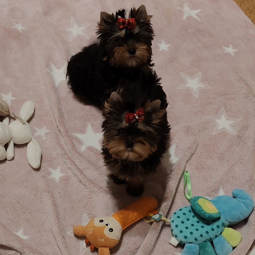 Йоркширский терьер, щенок