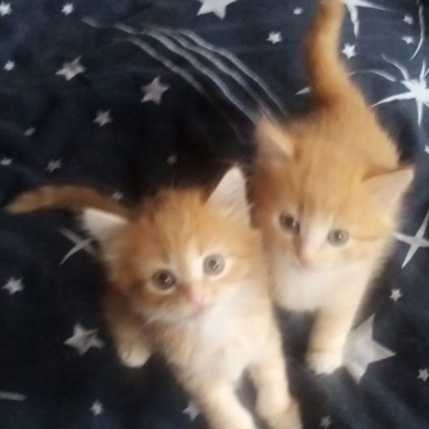 Отдам в хорошие руки