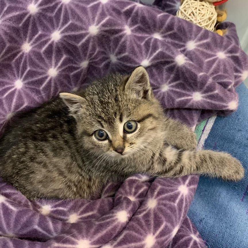 Сибирский котёнок