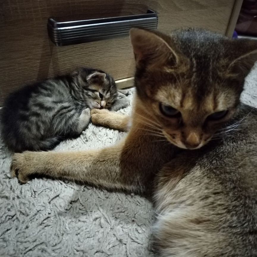 Кошечка