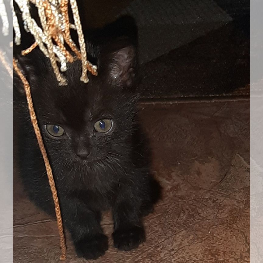 Кошечка в добрые руки котенок