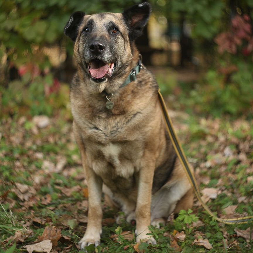 Взрослый пёс в добрые руки