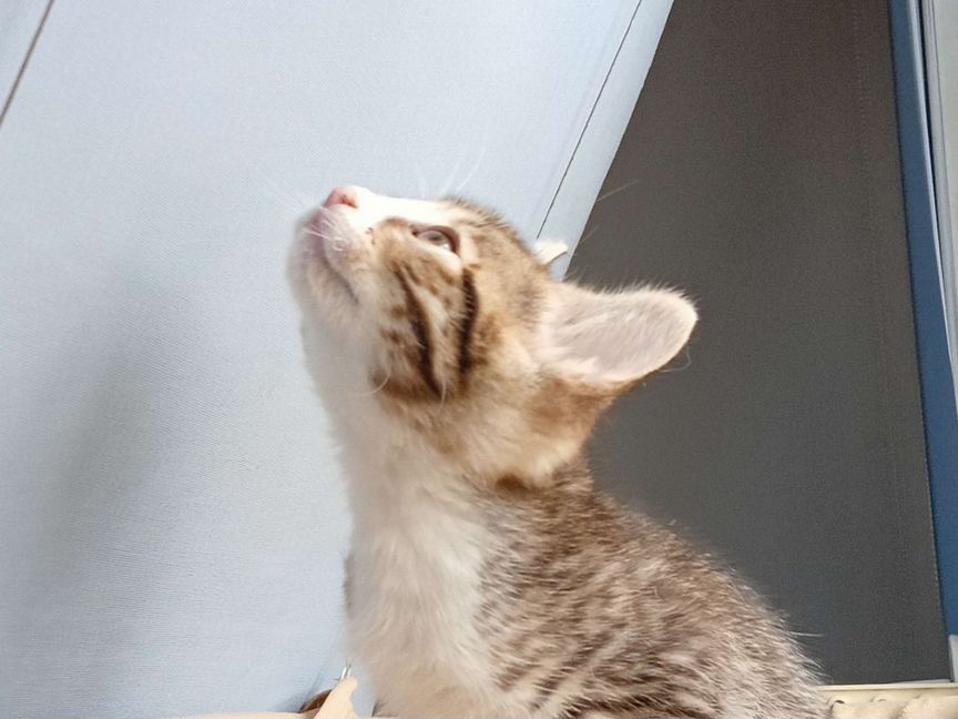 Продам котенка Бенгала и ангоры