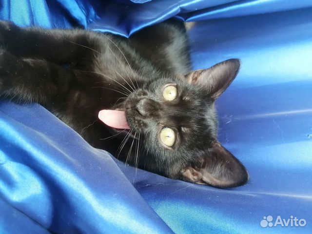 Черный котенок