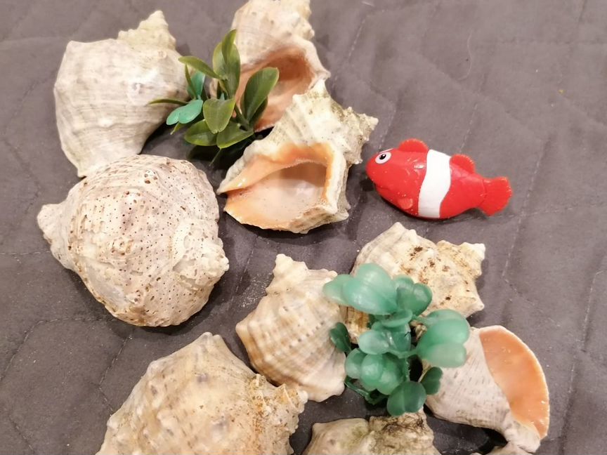 Ракушки для аквариума. Рапан