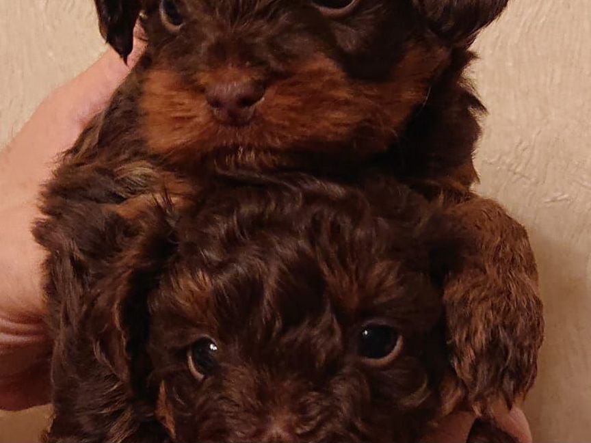 Щенки и собаки