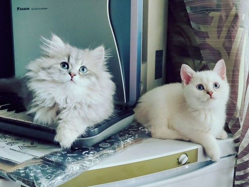 Милейший британские мальчишки