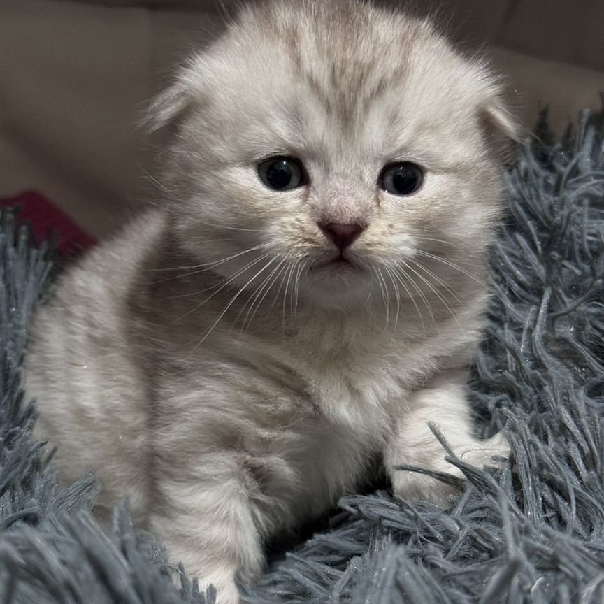 Шотландские котята