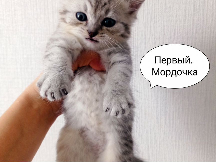 Шотландские прямоухие котята