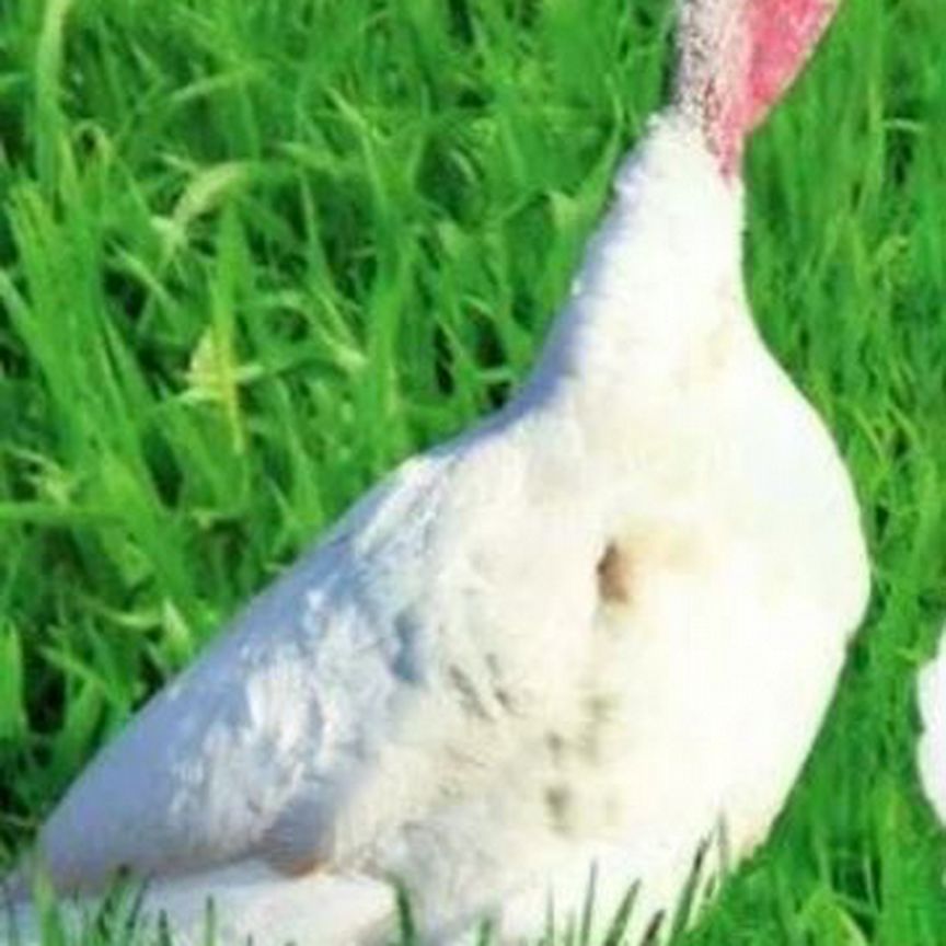 Индейка старка