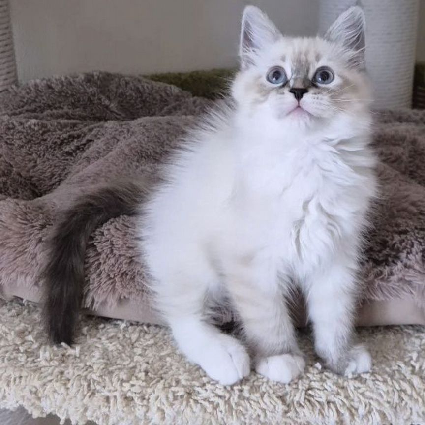 Невский маскарадный котёнок