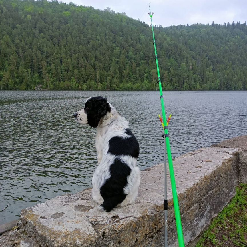 Ищем невесту