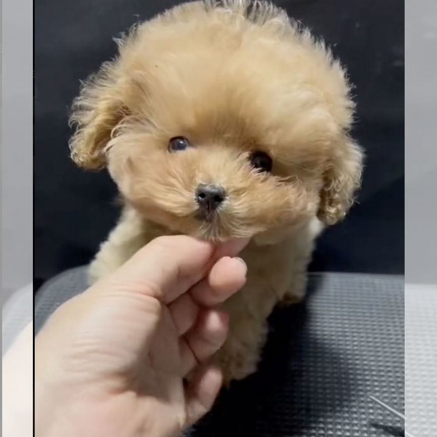 Той-пудель, щенок