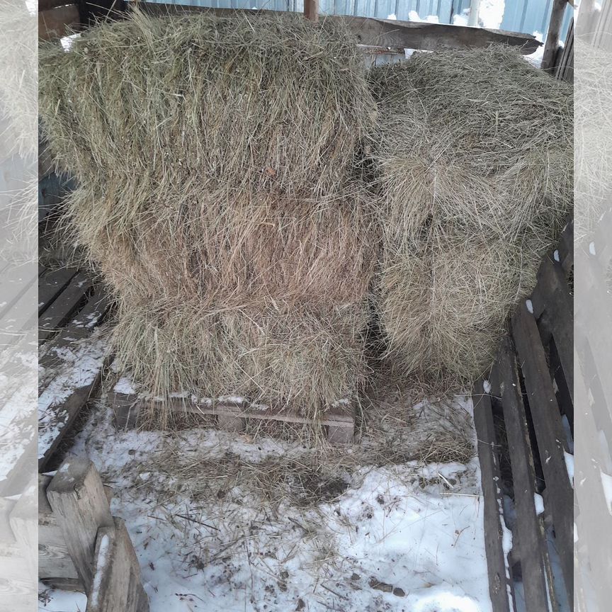 Сено в тюках