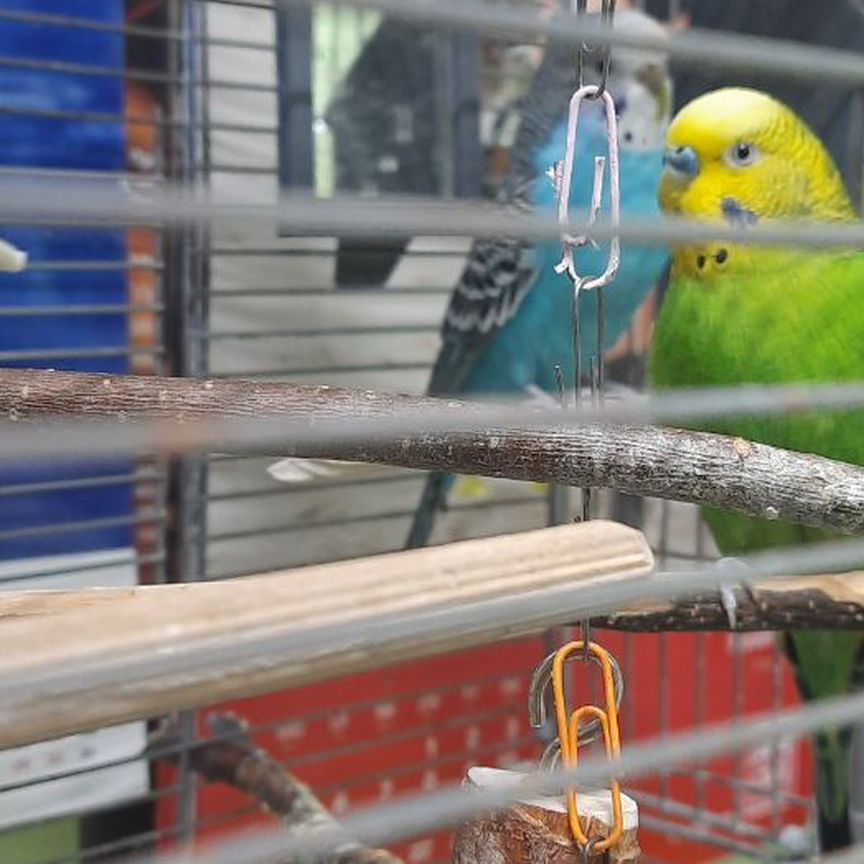 Волнистый попугай с клеткой