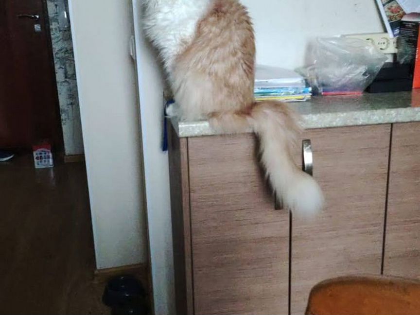 Отдам котика 6 лет