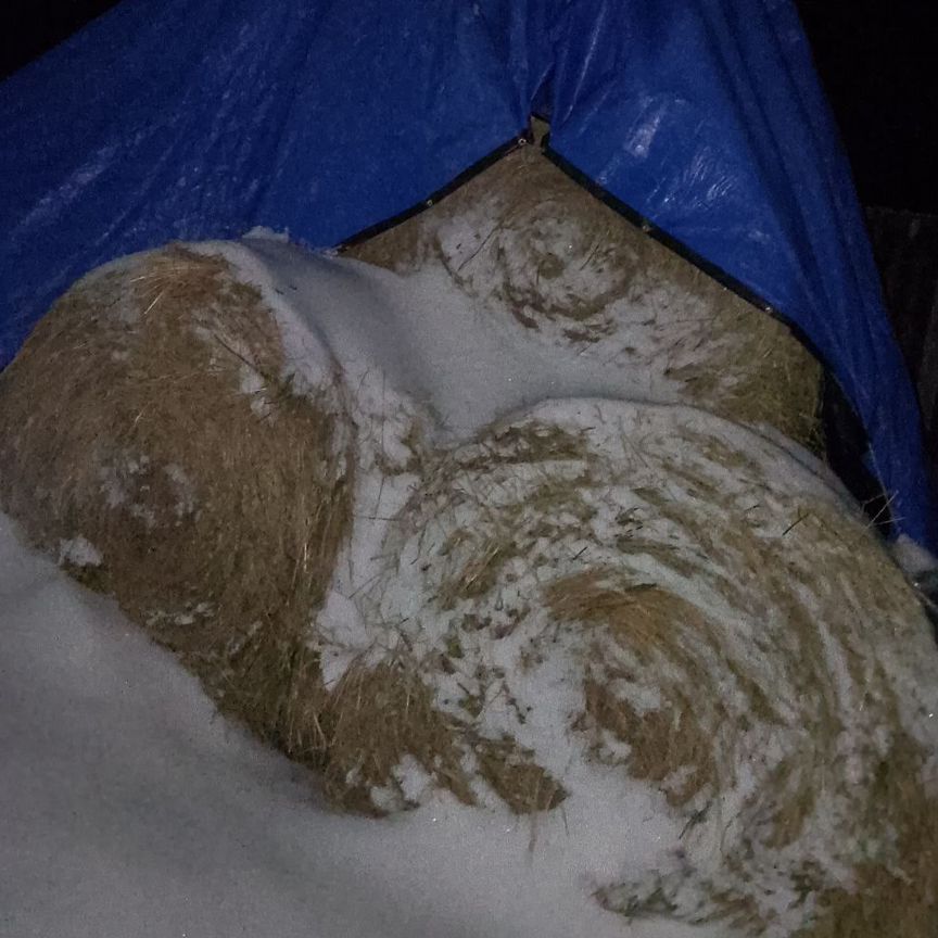 Сено в тюках